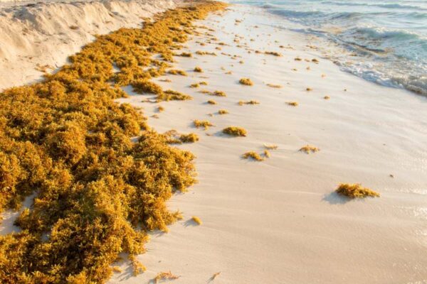 Riviera Maya Sargassum Update August 2025: Where to Find Clear Beaches